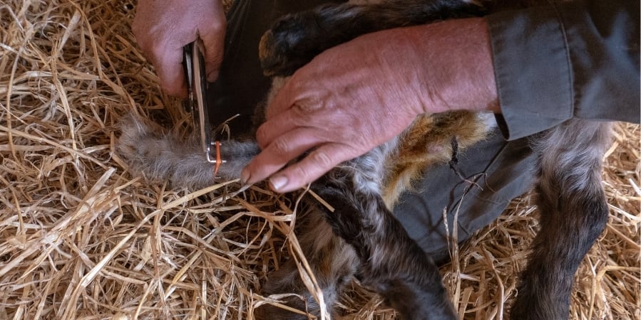 The Truth Behind the Windowless Walls of Factory Farms | Assuaged