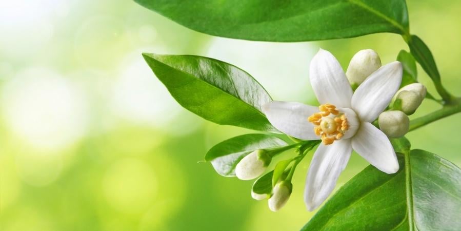 Benefits and Relief Using White Flower Oil | Assuaged