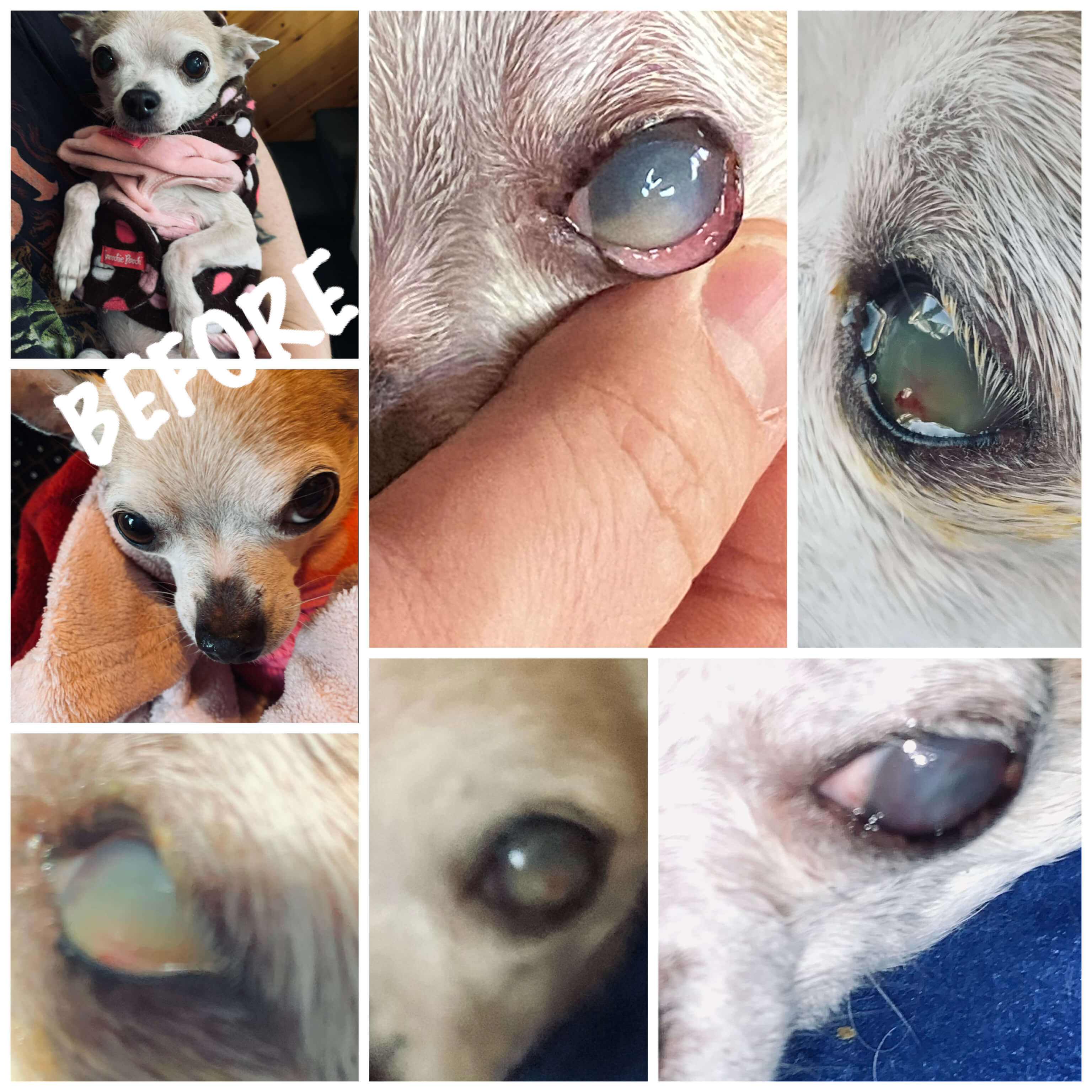 Female Canine Dog Pyometra: A Silent Killer | Assuaged