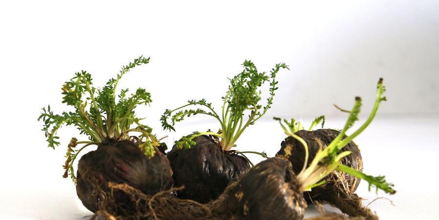 The Health Benefits of Maca Root and Blue Spirulina | Assuaged